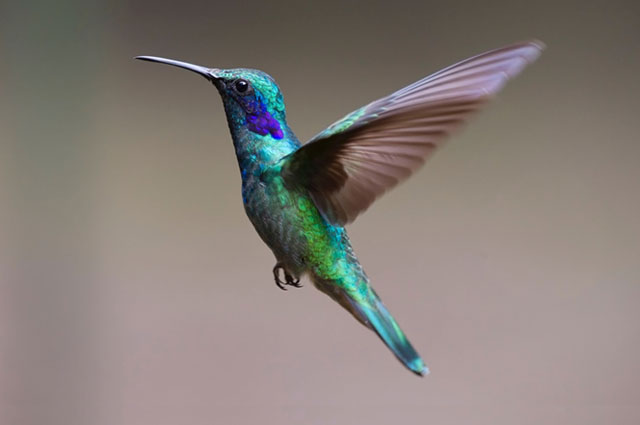 What is Google Hummingbird? A guide to the algorithm update